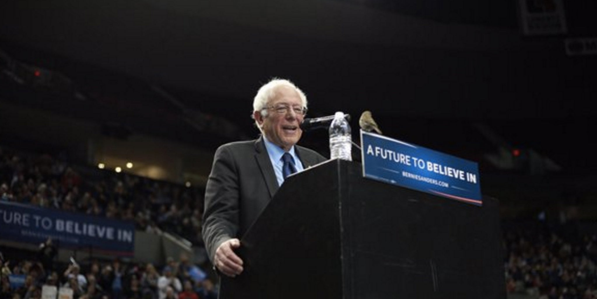 America has fallen in love with this tiny bird that endorsed Bernie Sanders