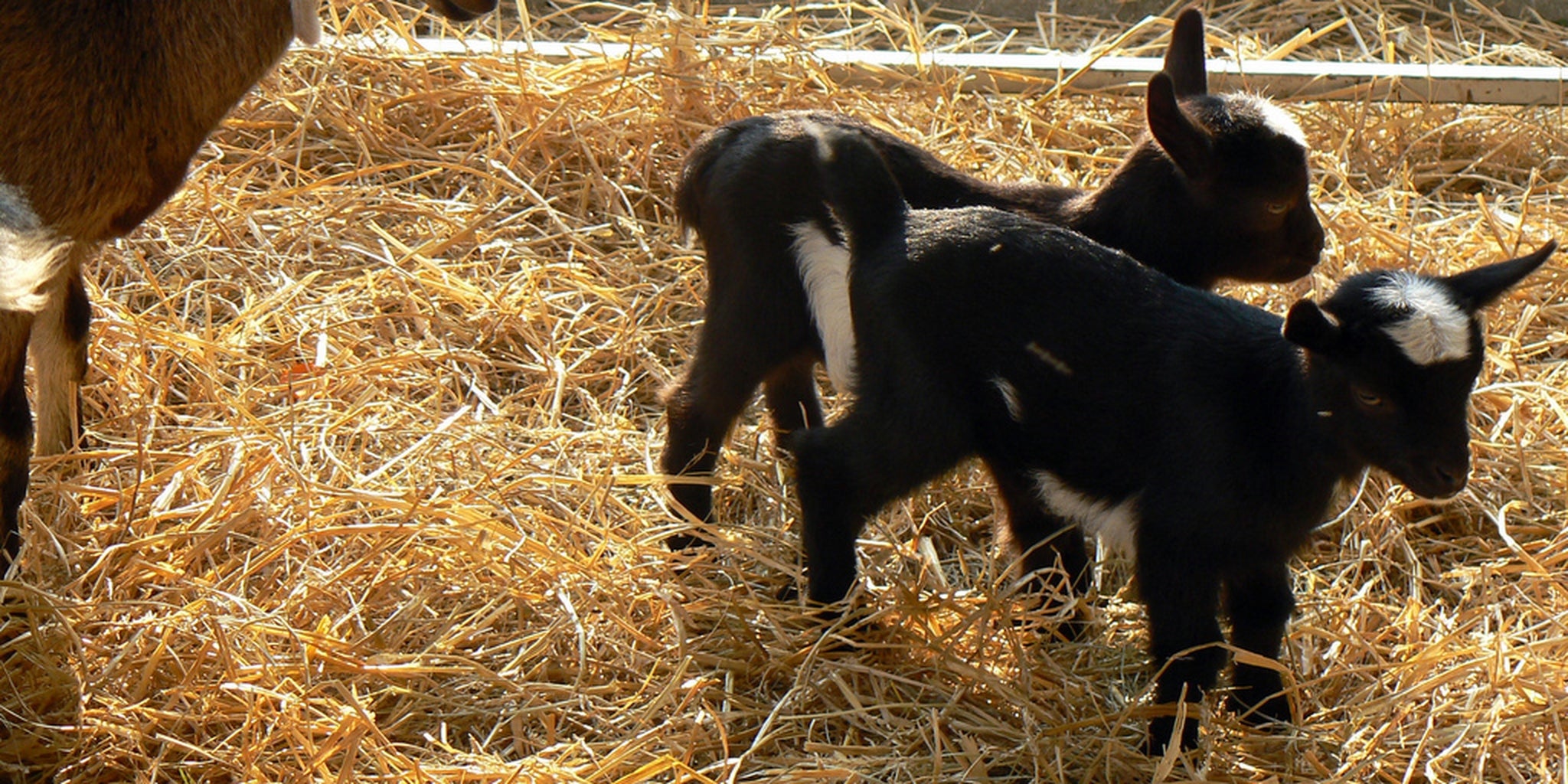 Farm overwhelmed by applications for 'baby goat cuddler' job