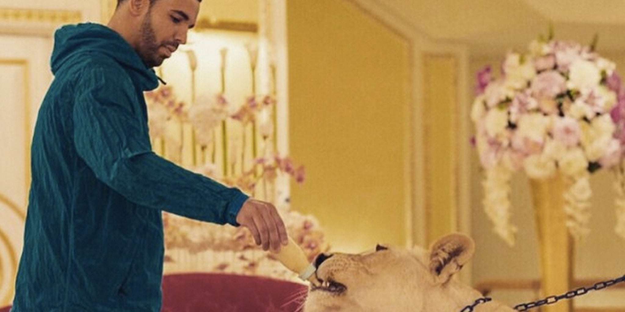 Drake got to hang out with some chill lions while on vacation in Dubai
