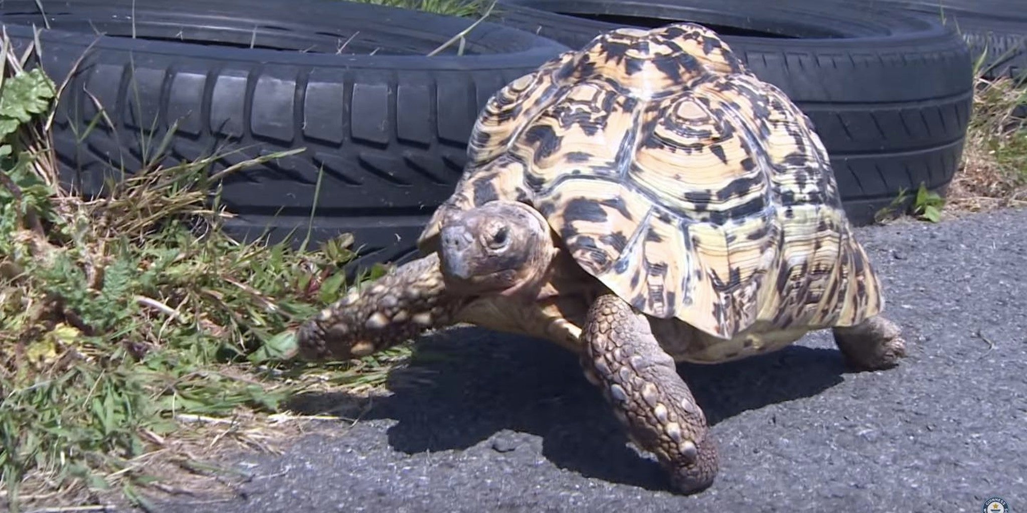 Fastest tortoise in the world can hustle about a foot a second - The ...