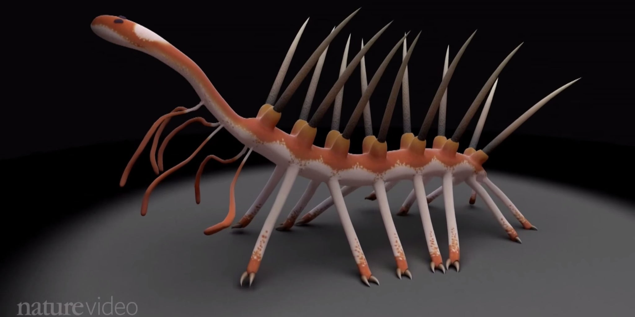 Scientists discover head of extinct worm Hallucigenia