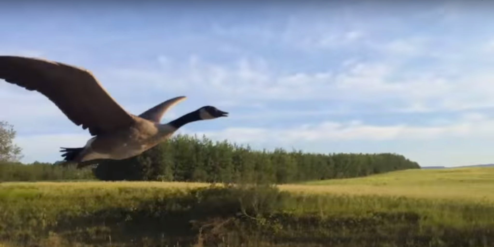 Curious and excited goose follows a man to a lake