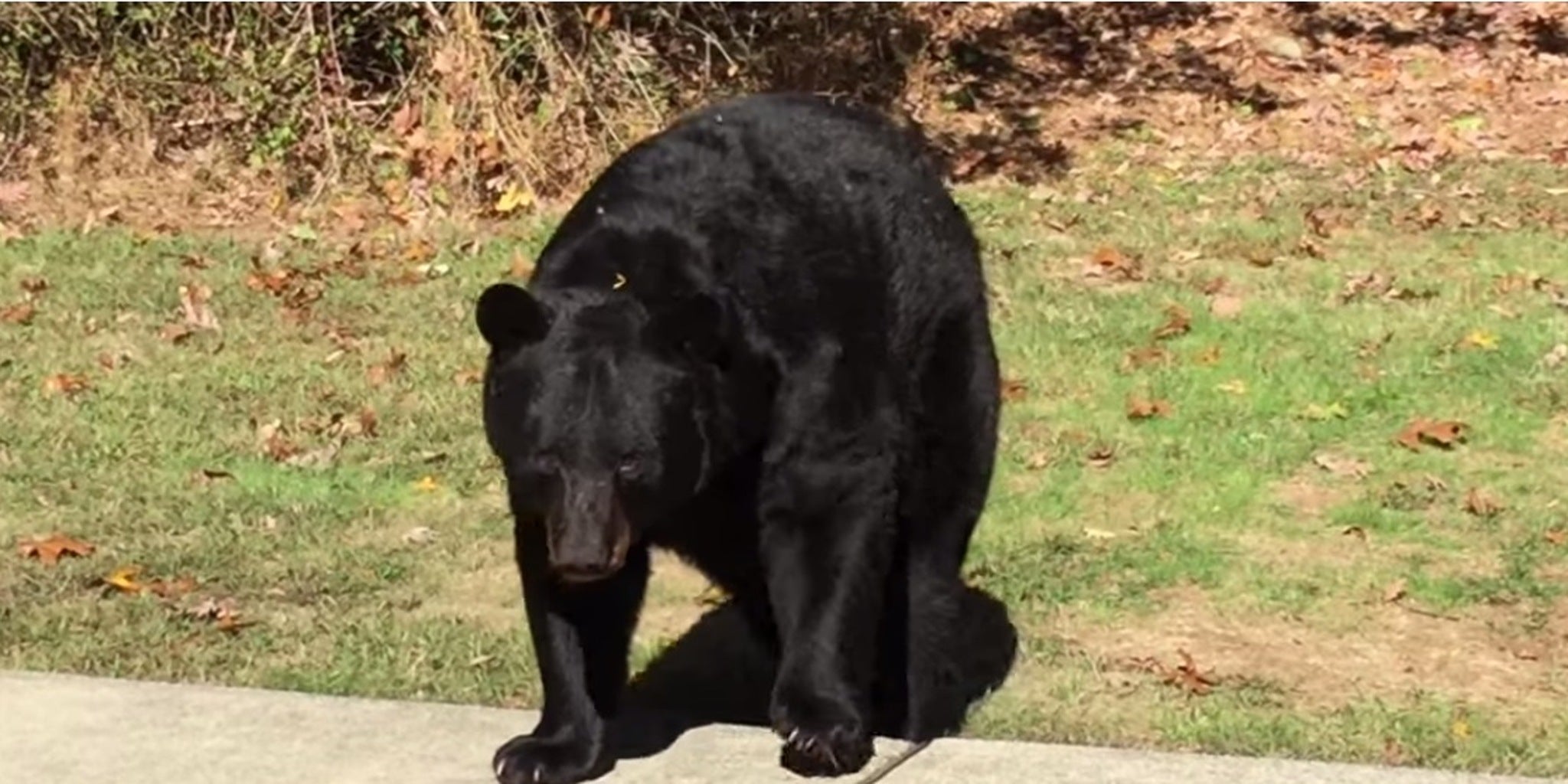 World's most confident man orders bear to leave his neighborhood