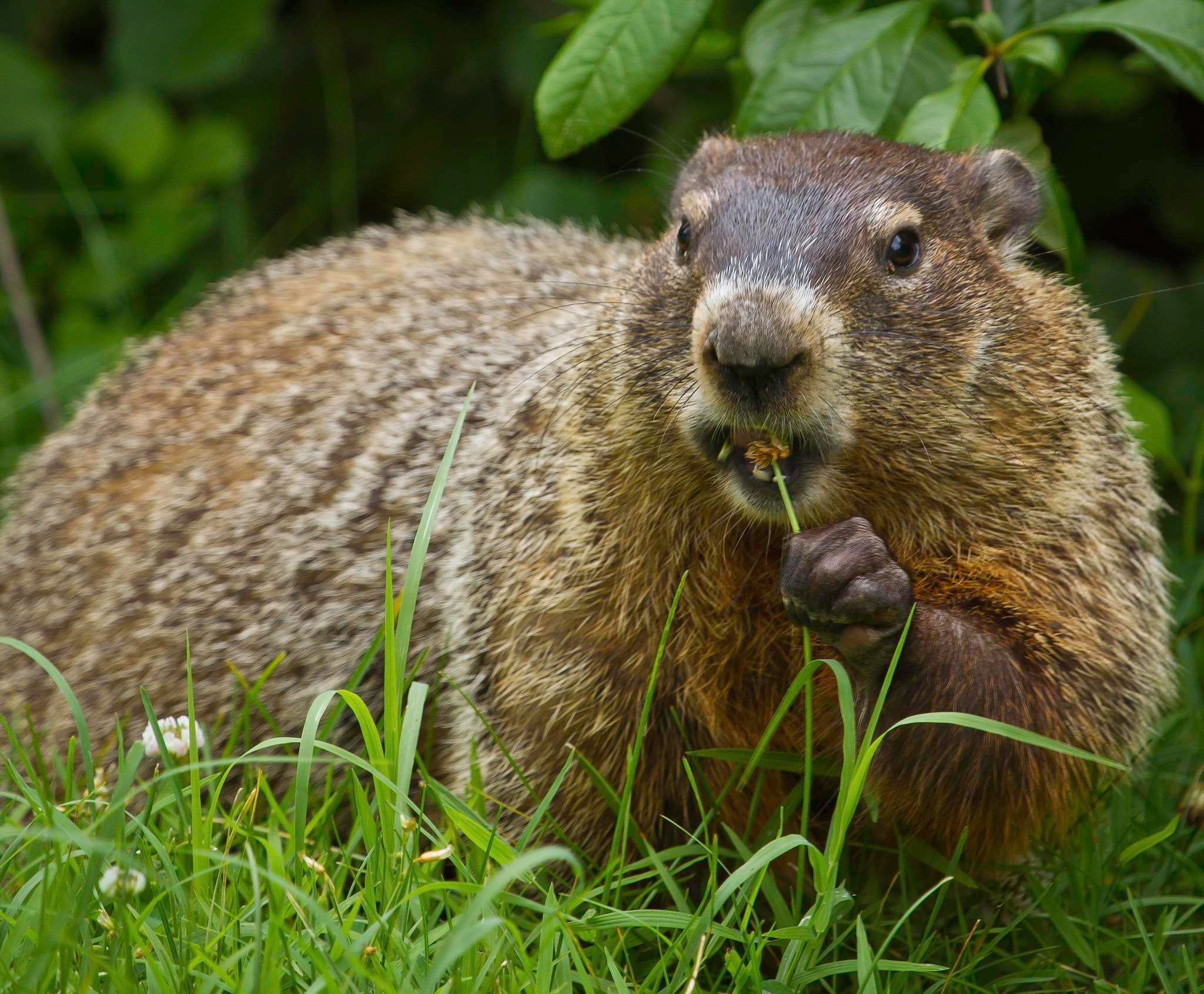 Prognosticating groundhog bites Wisconsin mayor's ear - The Daily Dot