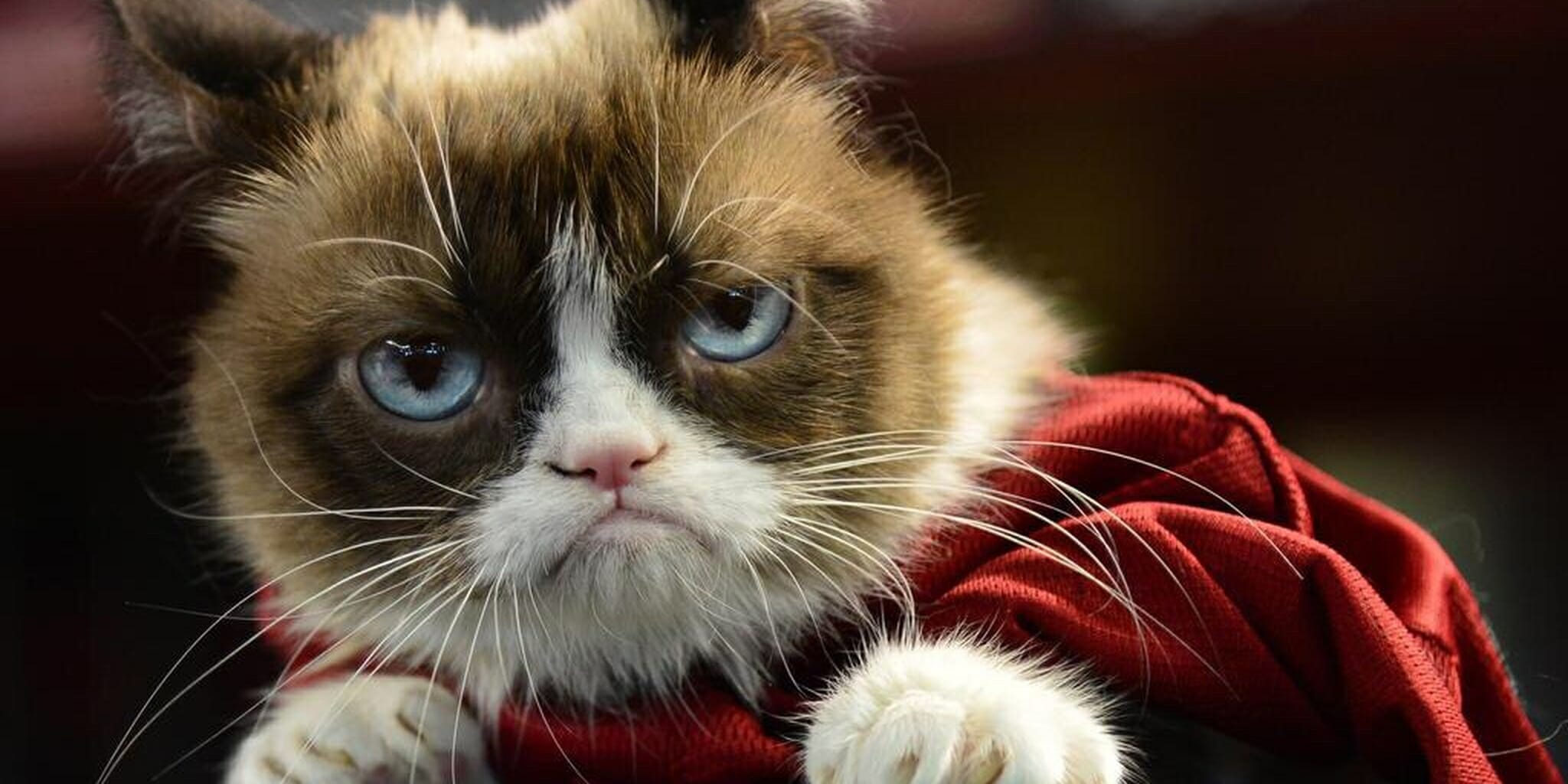 Grumpy Cat reluctantly attends baseball game and 'throws' out first pitch