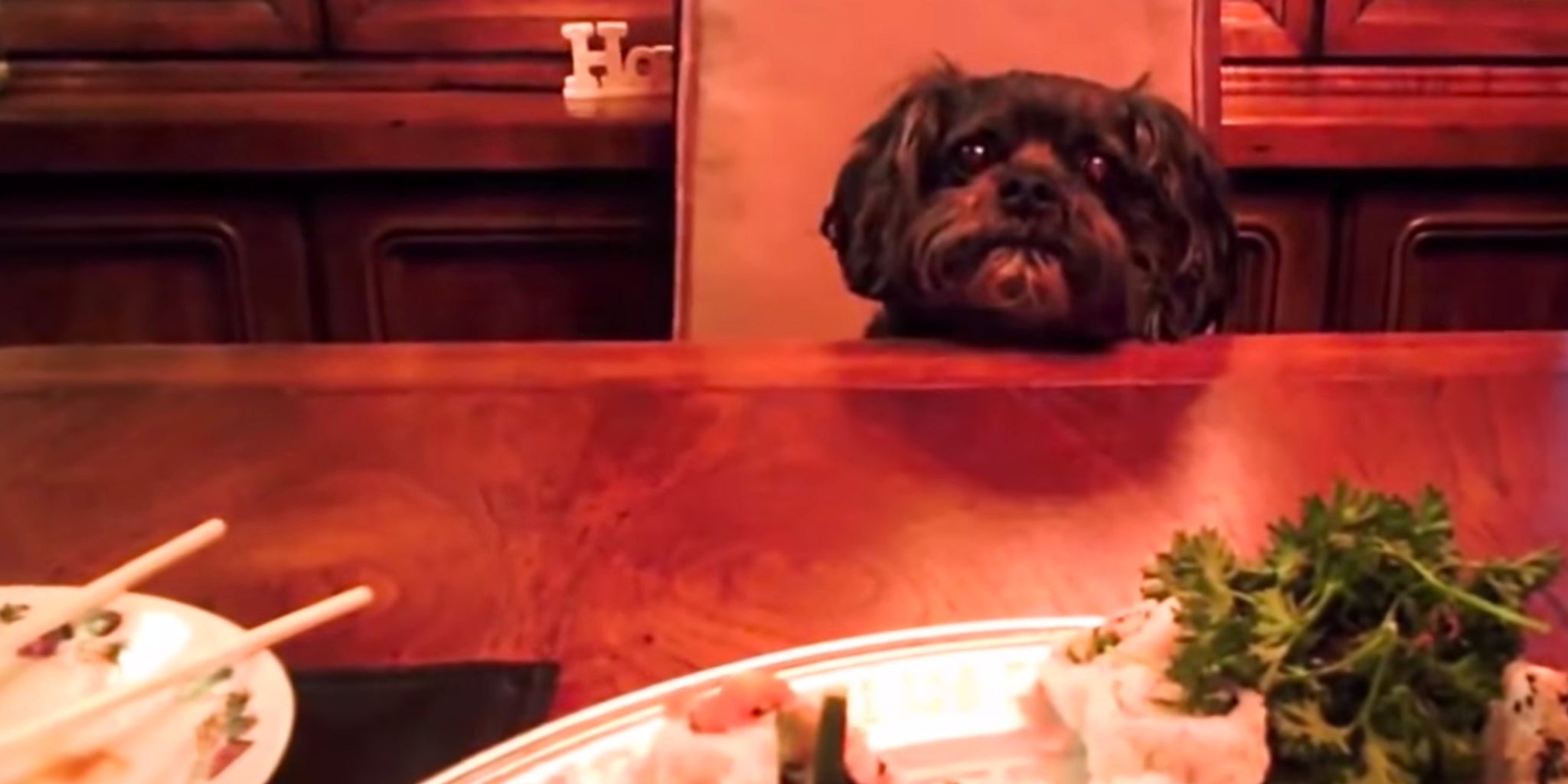 Don't even try and win an argument with these dogs