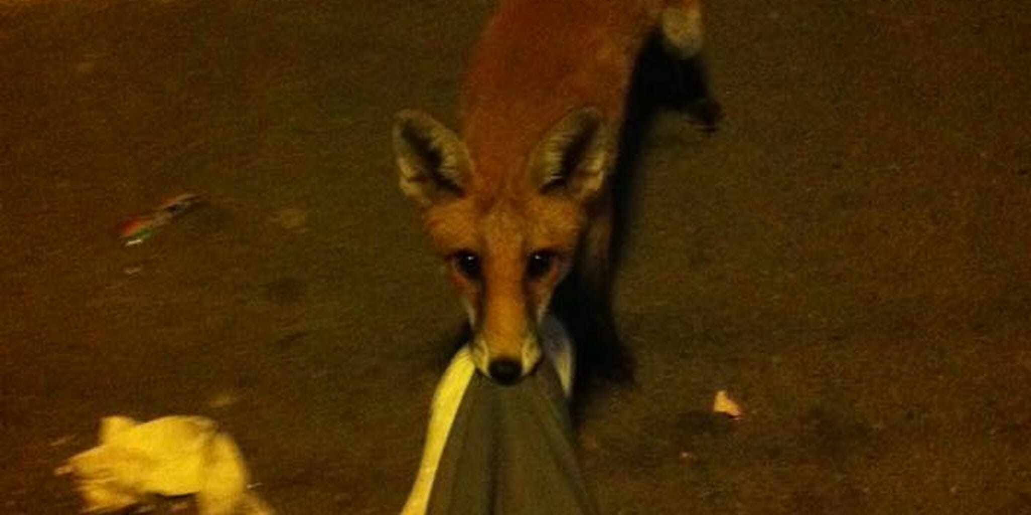 Drunk guy wakes up at bus stop with fox pulling his pants off