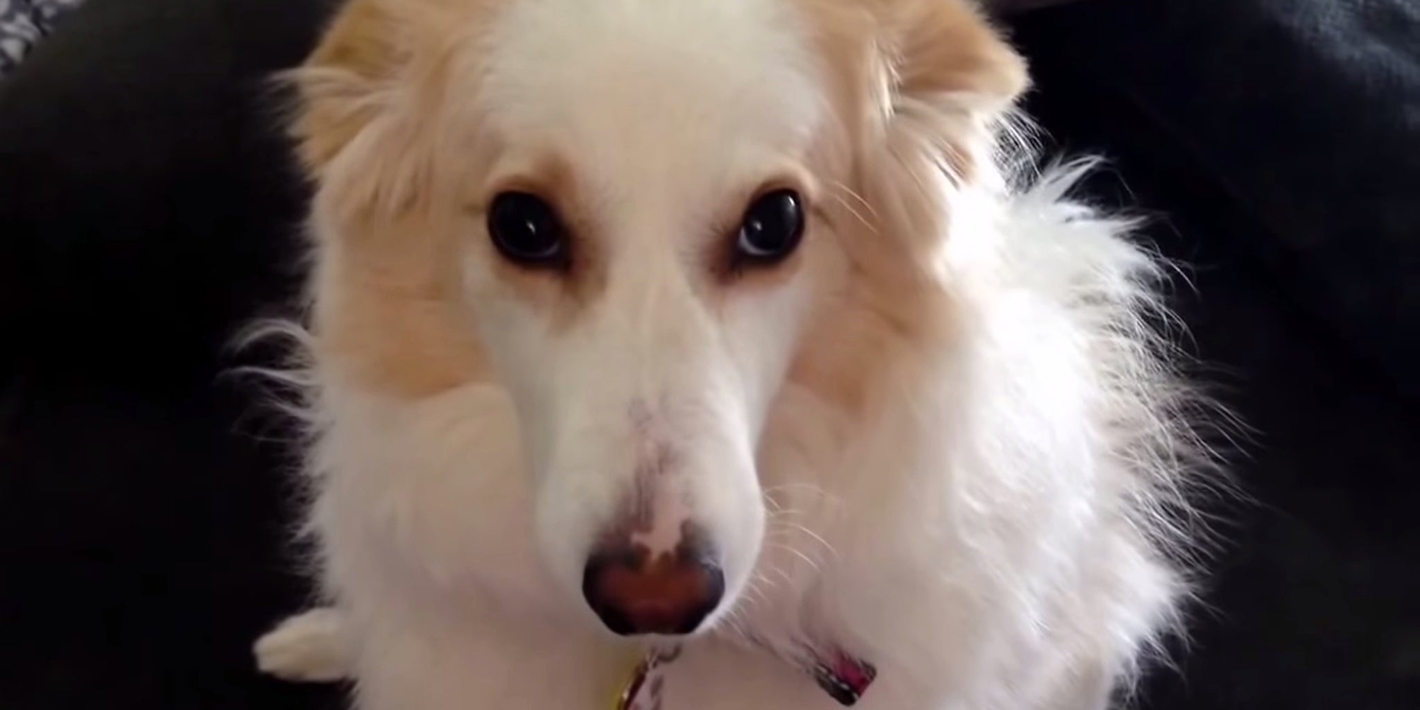 This misbehaving dog is too guilty to look its owner in the eye - The ...