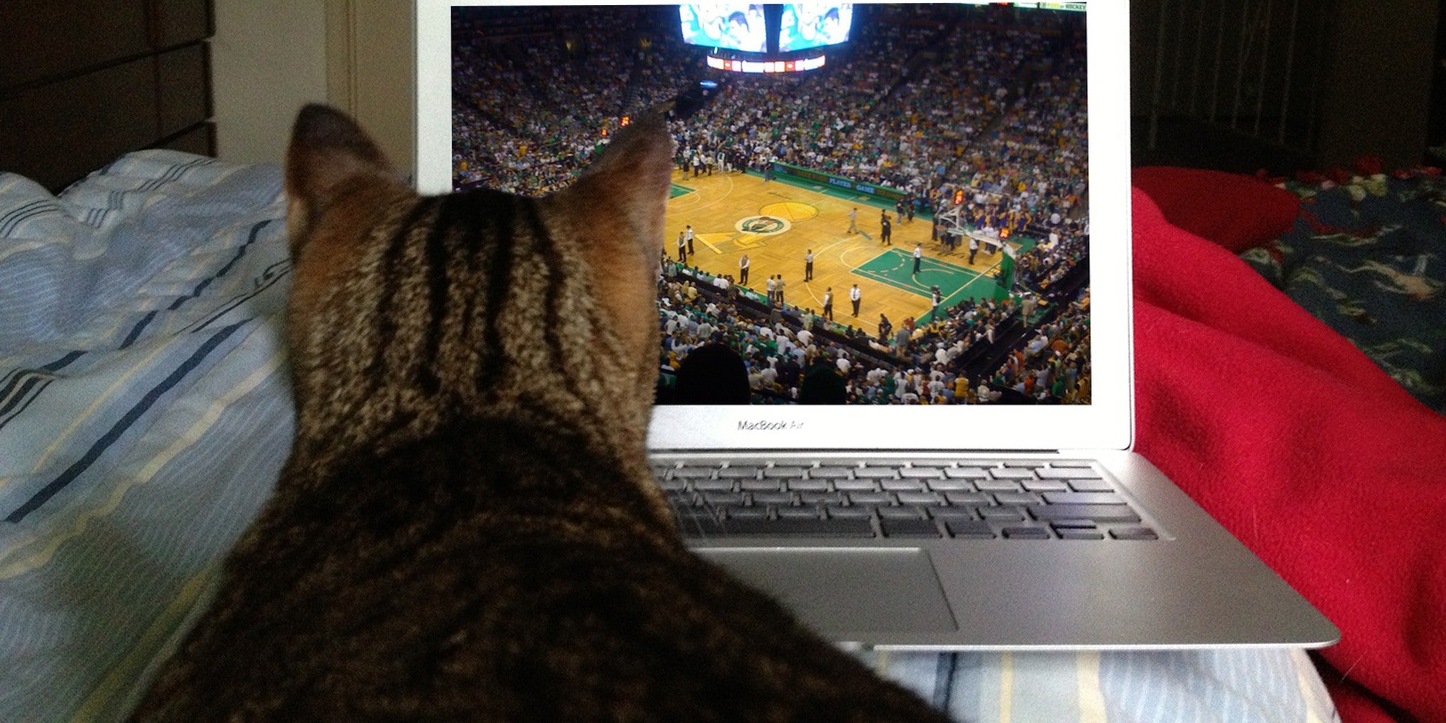 Inside one man's journey to figure out which NBA players own cats