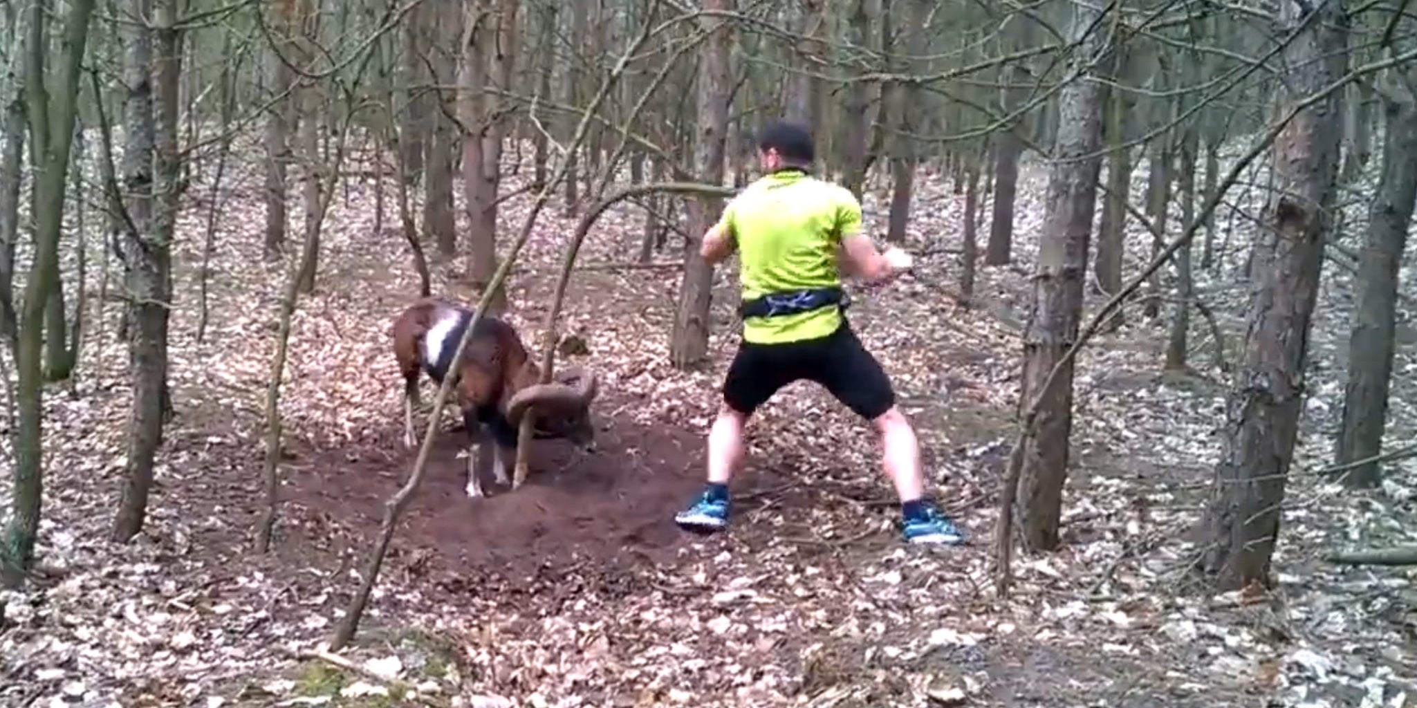 Hiker who rescued trapped sheep is our hero of the day
