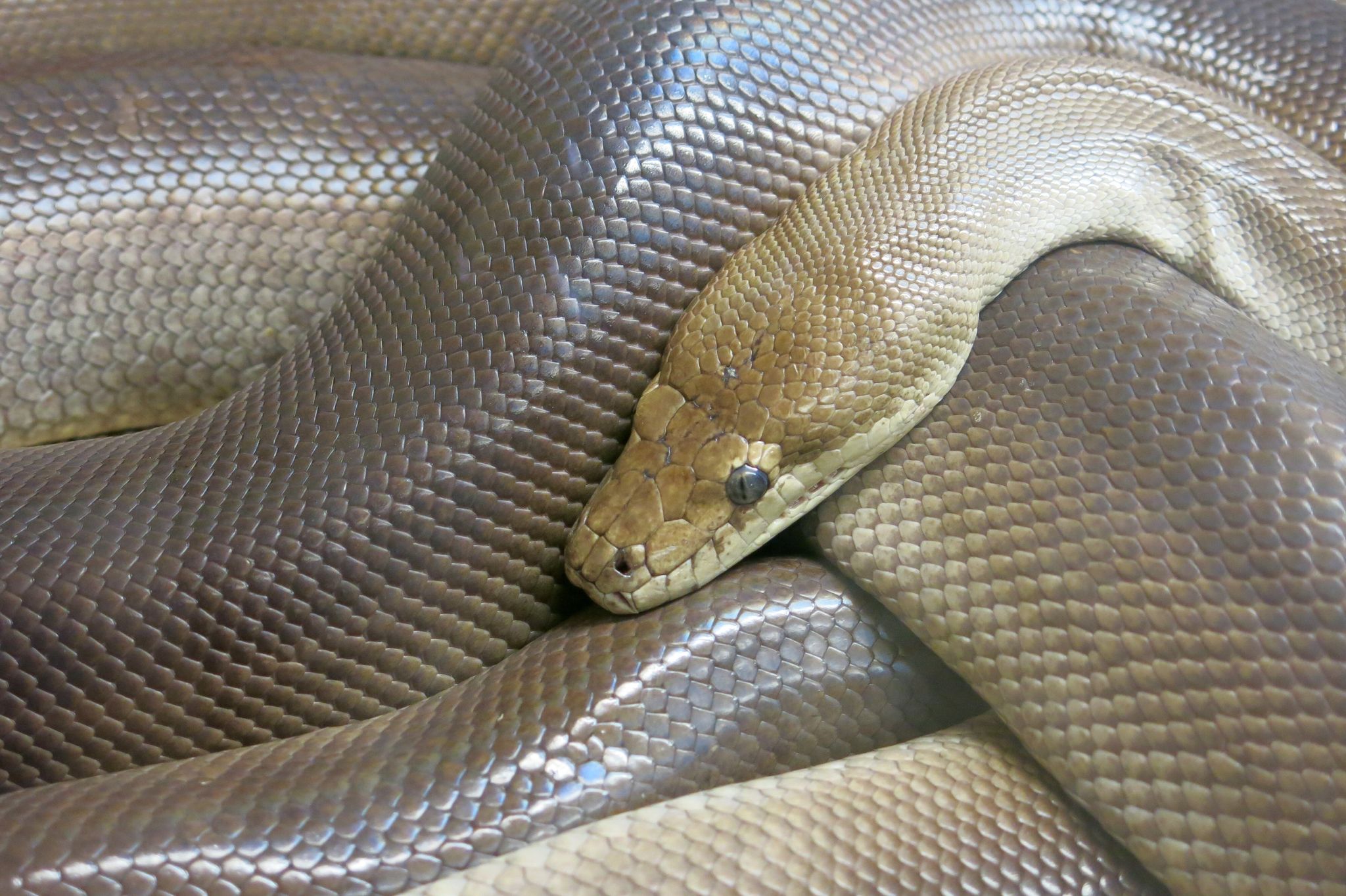 Maine town is on the lookout for a giant, beaver-eating snake