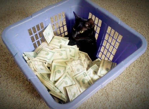 Cat convicted on 2 counts of money laundering
