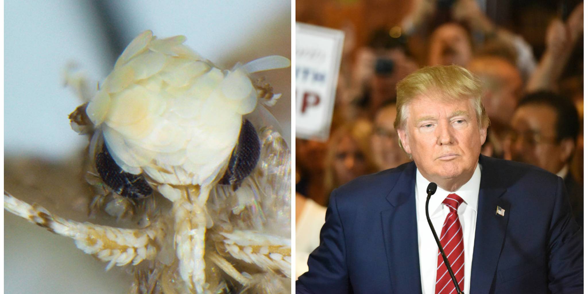 A Moth With a Tiny Defining Characteristic Was Named After Donald Trump