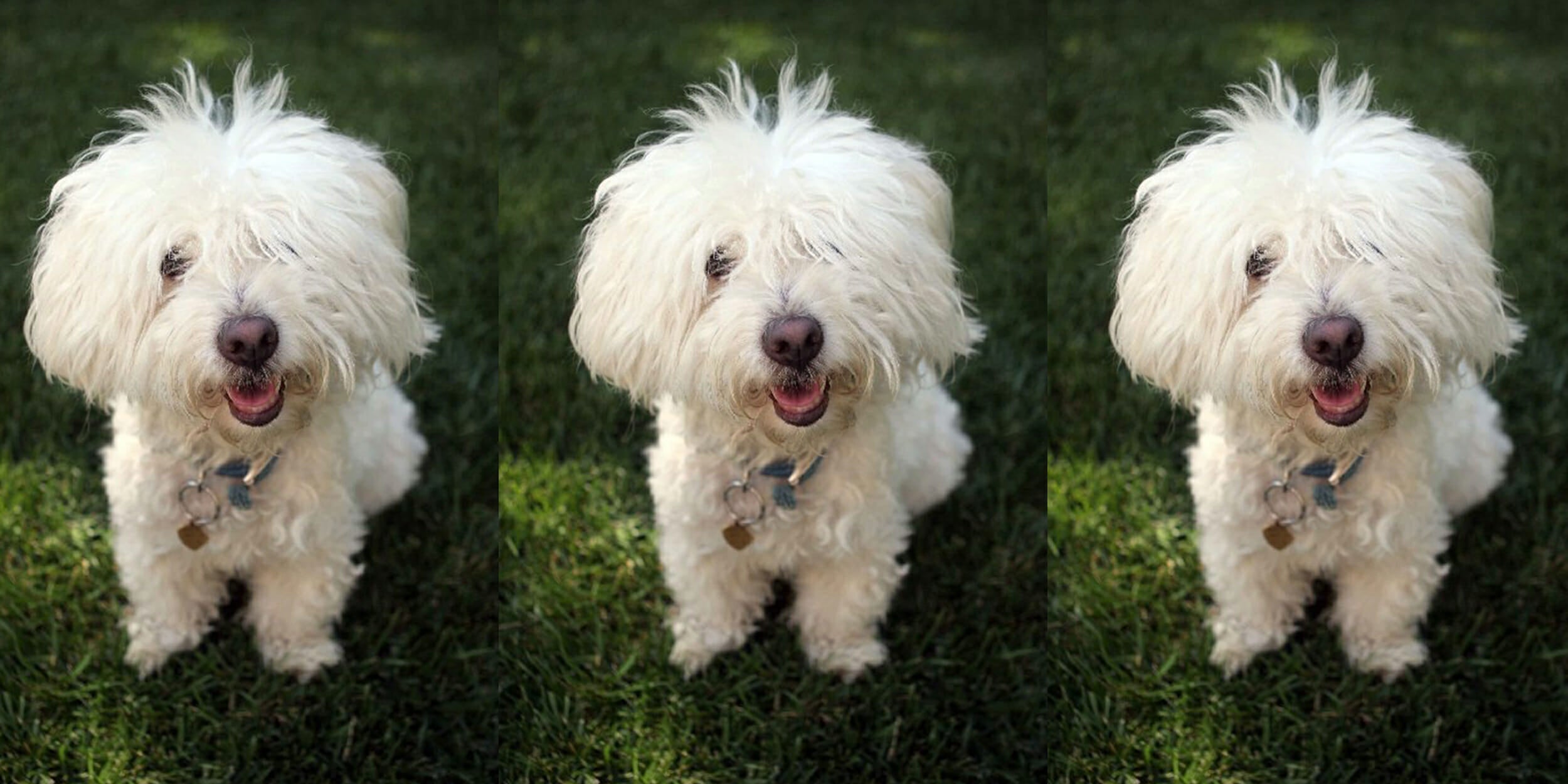 Barbra Streisand Told Variety That She Cloned Her Dogs