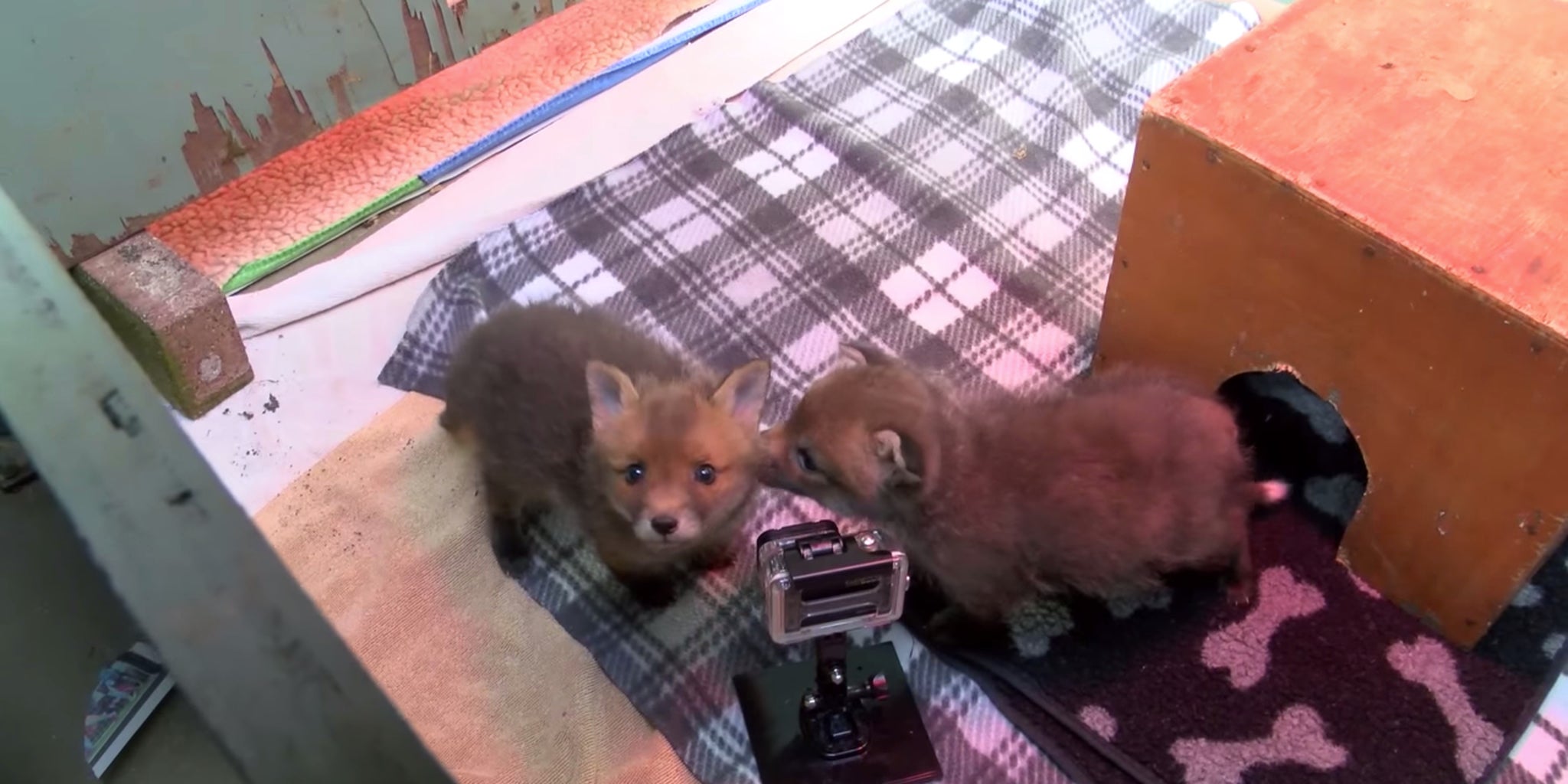 The friendship of these two fox cubs is almost too cute to be believed