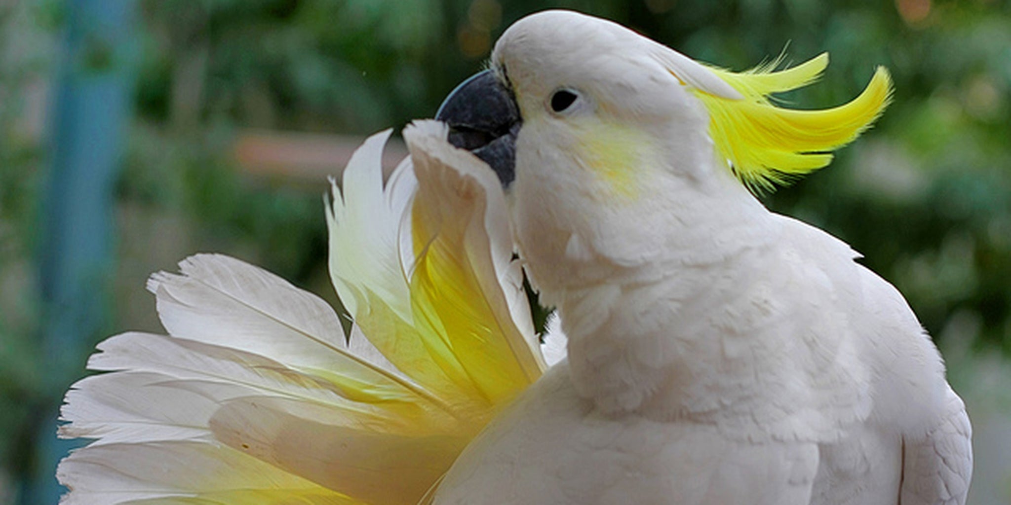This parrot can't stop reliving her last owners' pre-divorce arguments ...