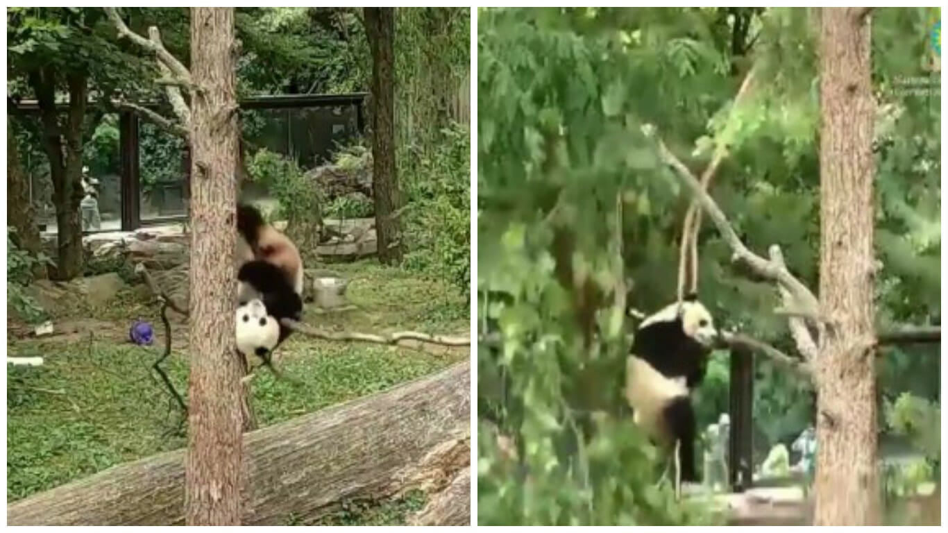 Video: Bei Bei the Panda Won’t Stop Falling Out of Trees at the ...