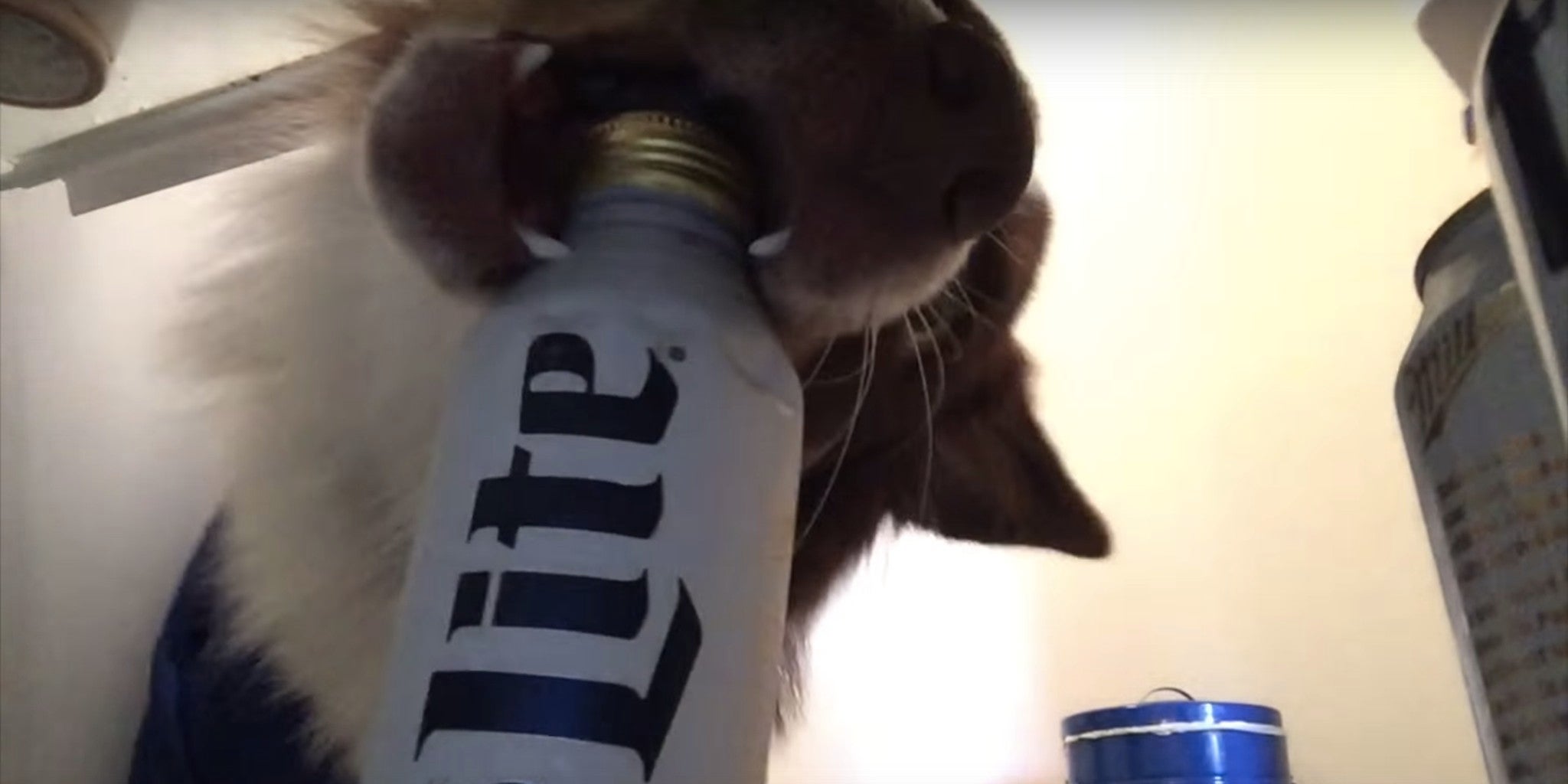 This beer-fetching dog is truly man's best friend
