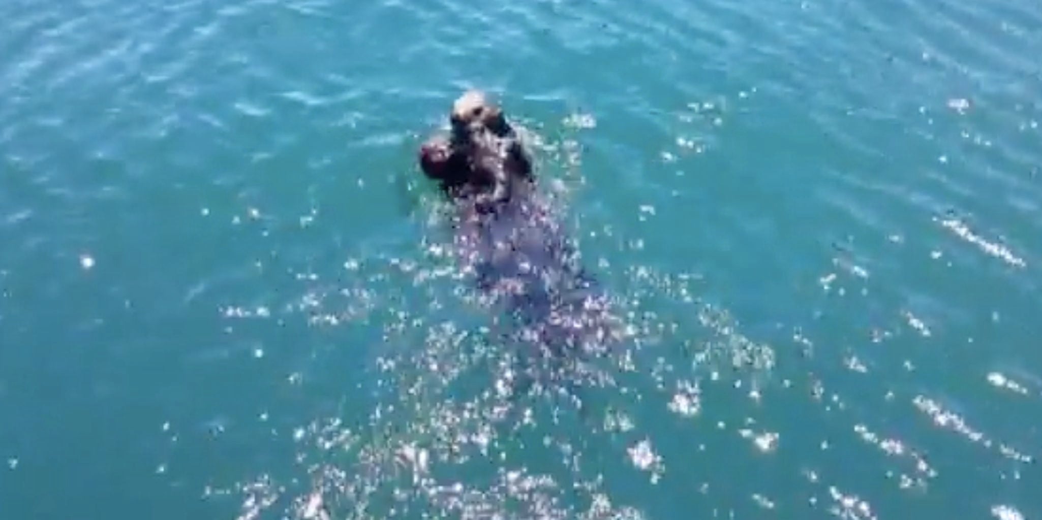 Your heart will explode when you see this lost baby otter reunited with ...