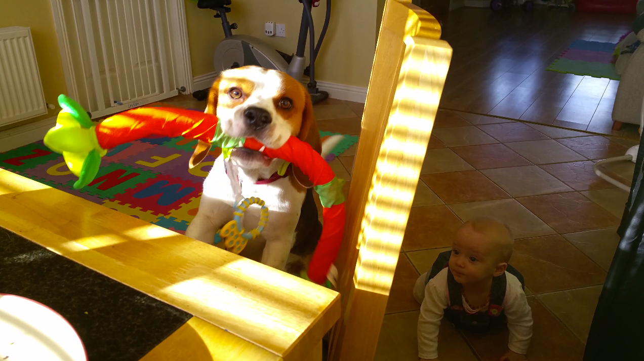 Charlie the beagle proposes the most adorable breakfast trade - The ...