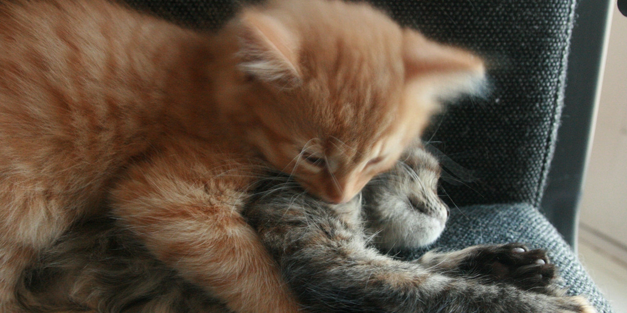 This is what it's like to snuggle for a living