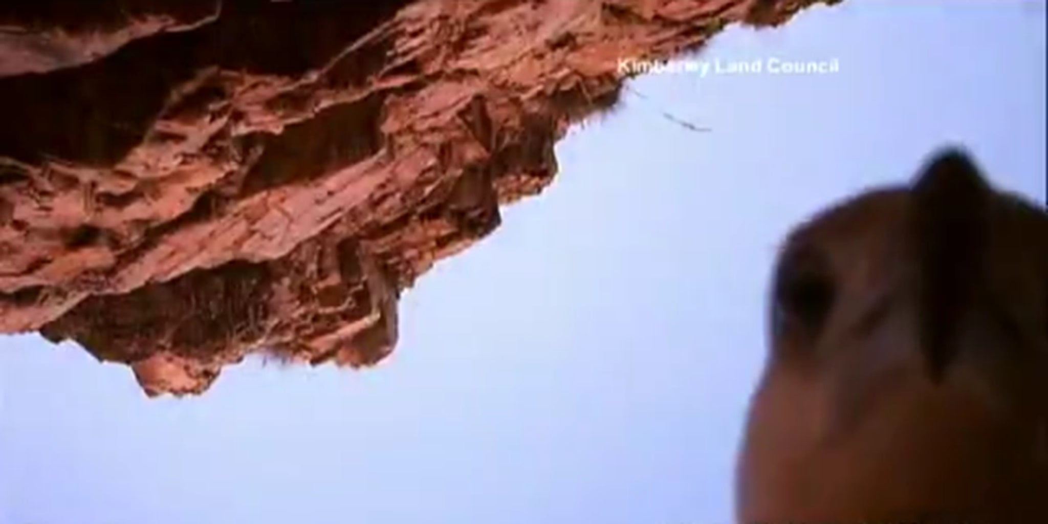 This bird selfie puts all human selfies to shame