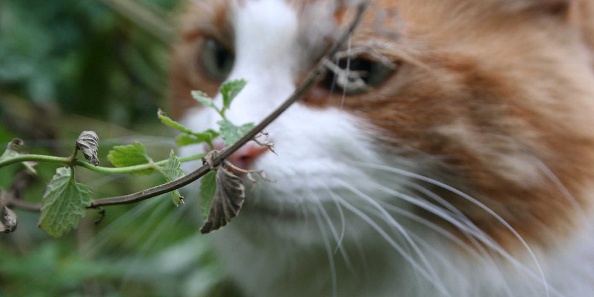 This phone lets you send smells