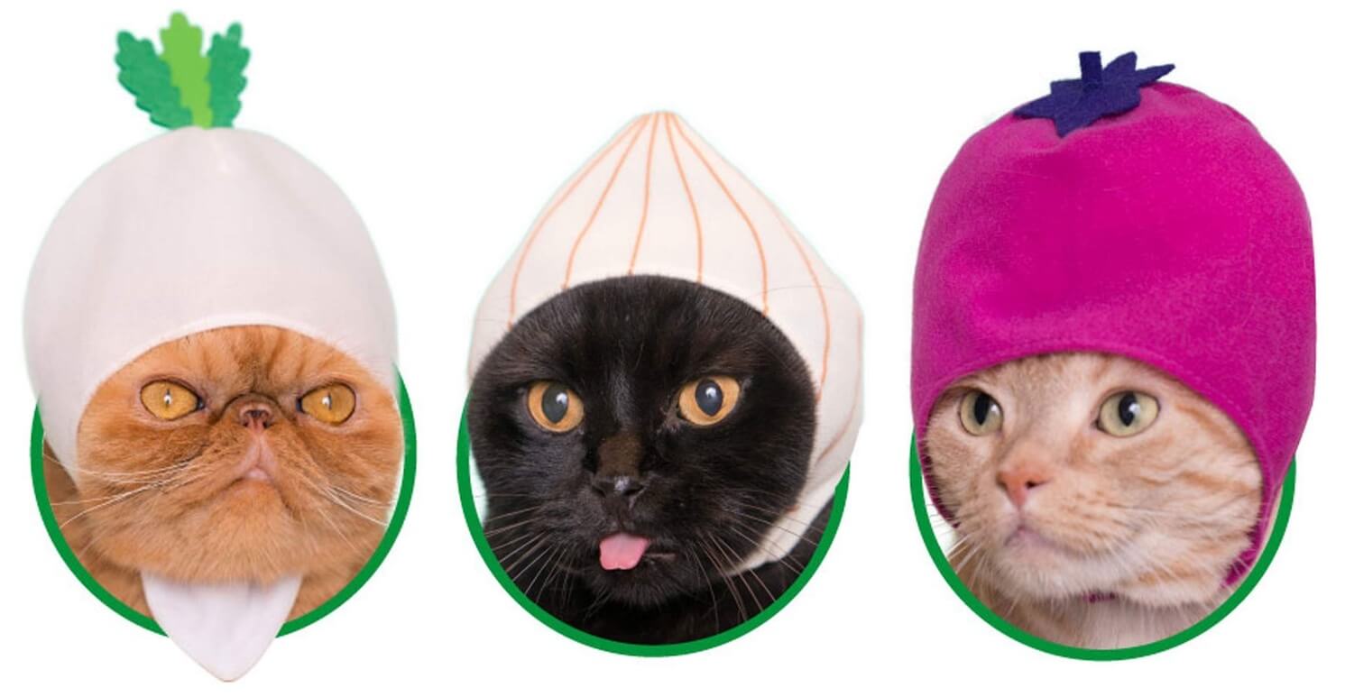Wearing one of these cat hats will fill kitty with unbridled joy