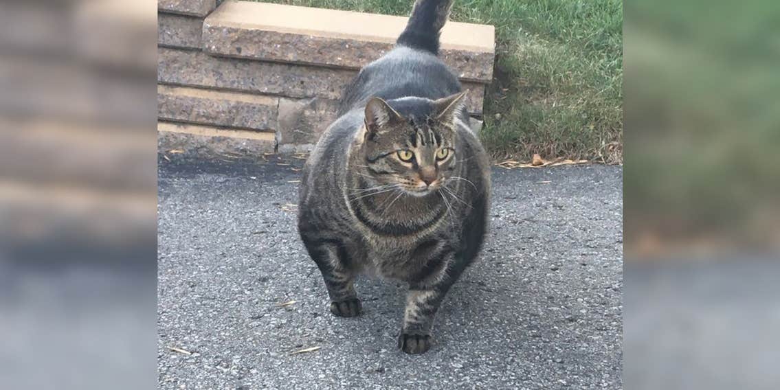 Buff Cat Is the Super Swole Kitty Winning the Internet's Heart