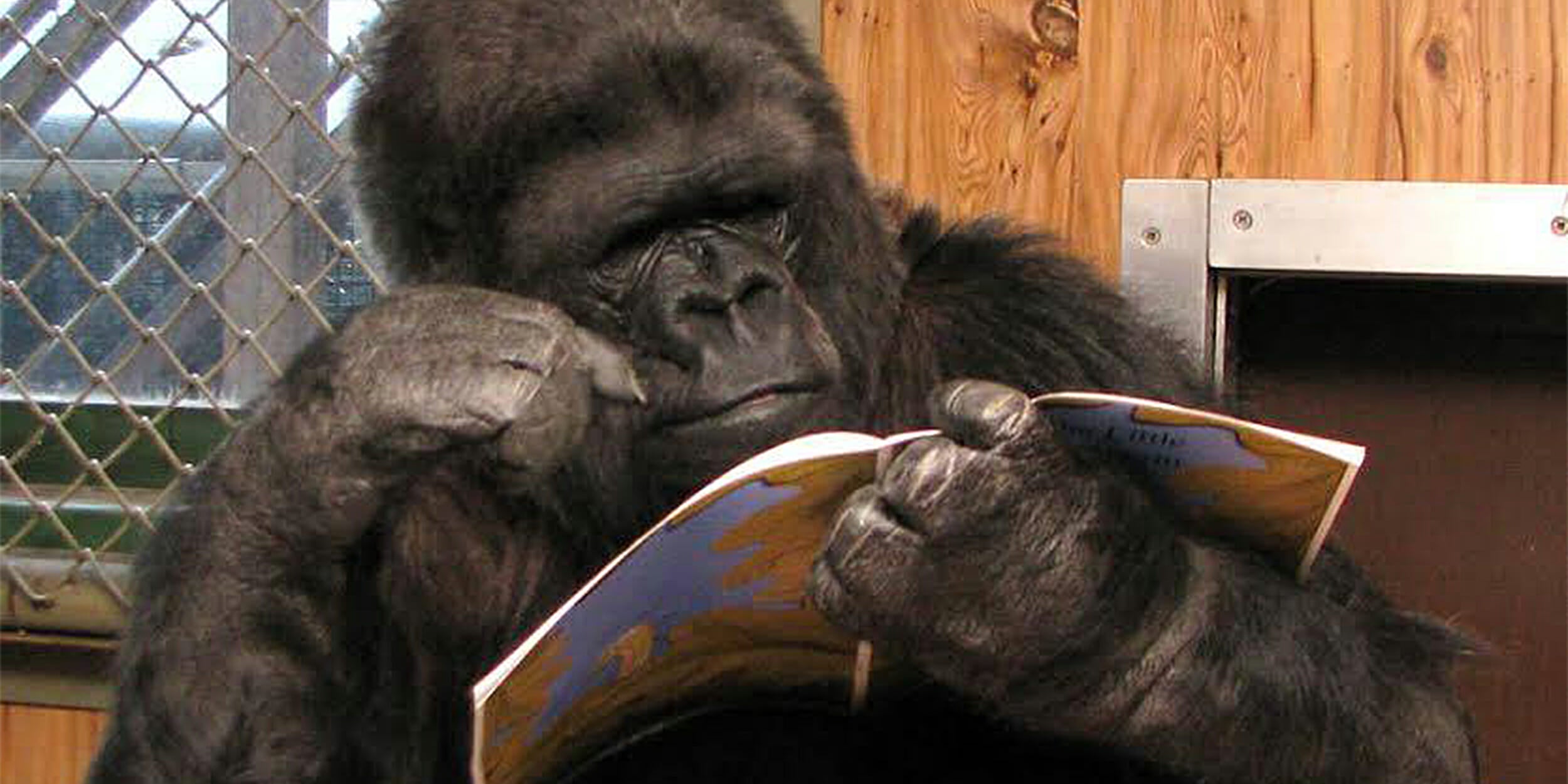 Koko the Gorilla—Who Learned Signed Language and Touched the Hearts of ... Koko the Gorilla—Who Learned Signed Language and Touched the Hearts of ...