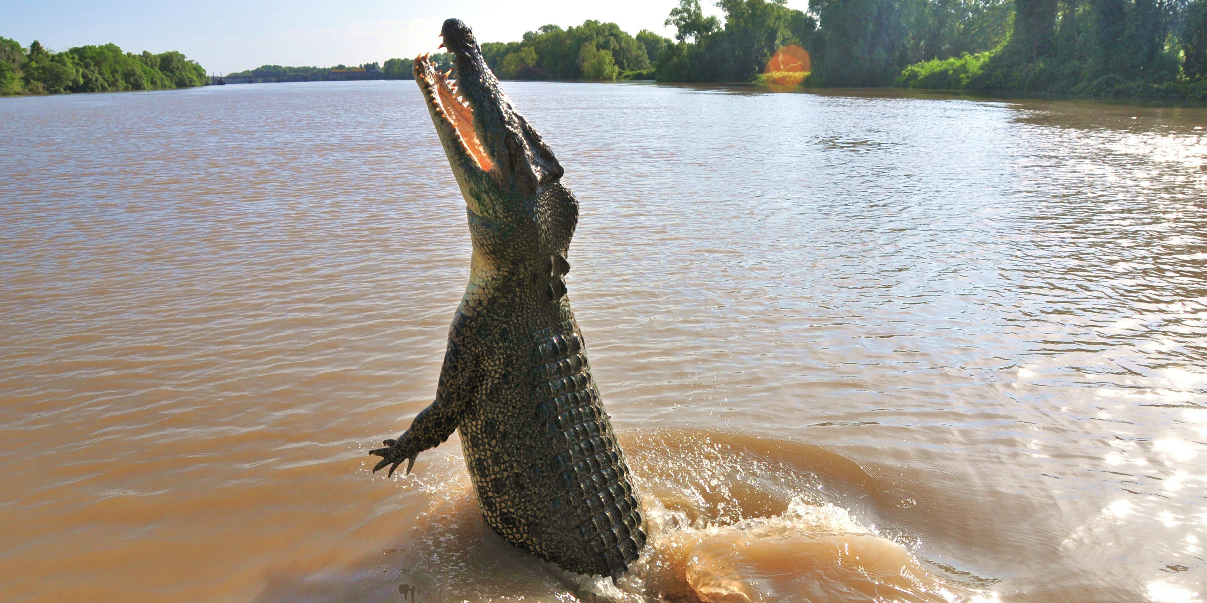 Crocodile Eats Internet-Famous Terrier After a Decade of Taunting