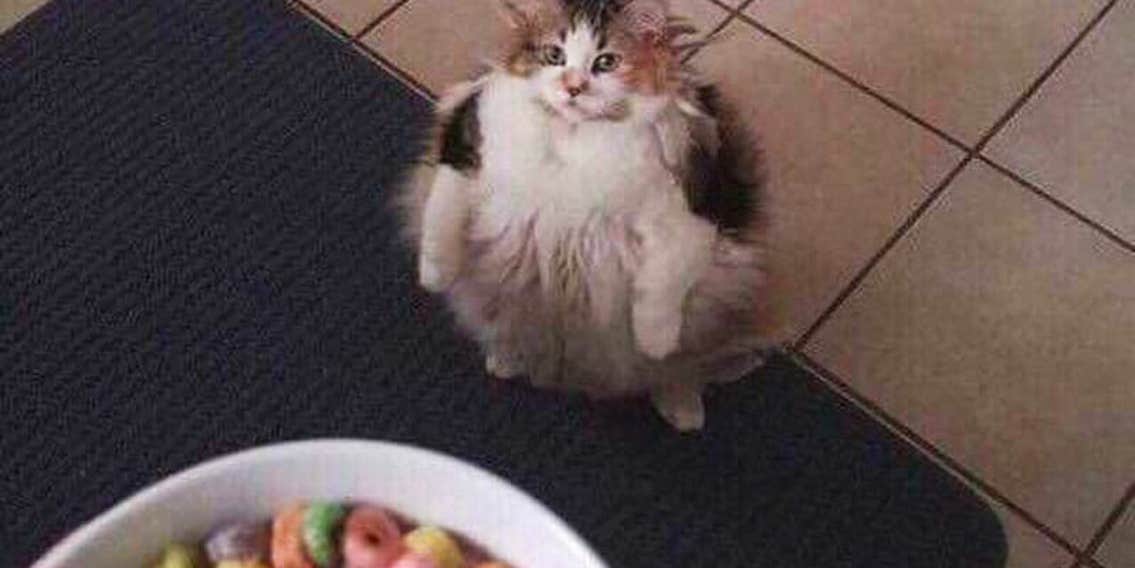Cats Wanting Froot Loops Is The New Meme Taking Over The Internet