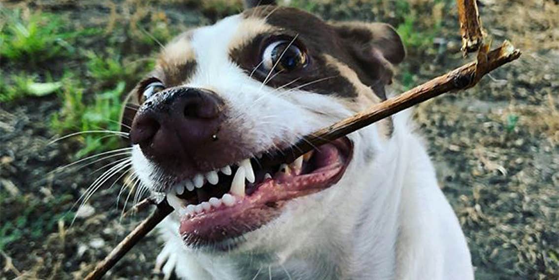 This Grumpy Dog Named Mr. Bubz Has Become a Viral Sensation