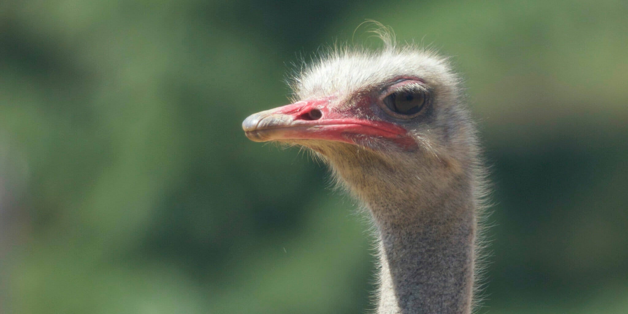 Twitter Puts Paul Manafort on Trial for Buying a $15,000 Ostrich Skin ...