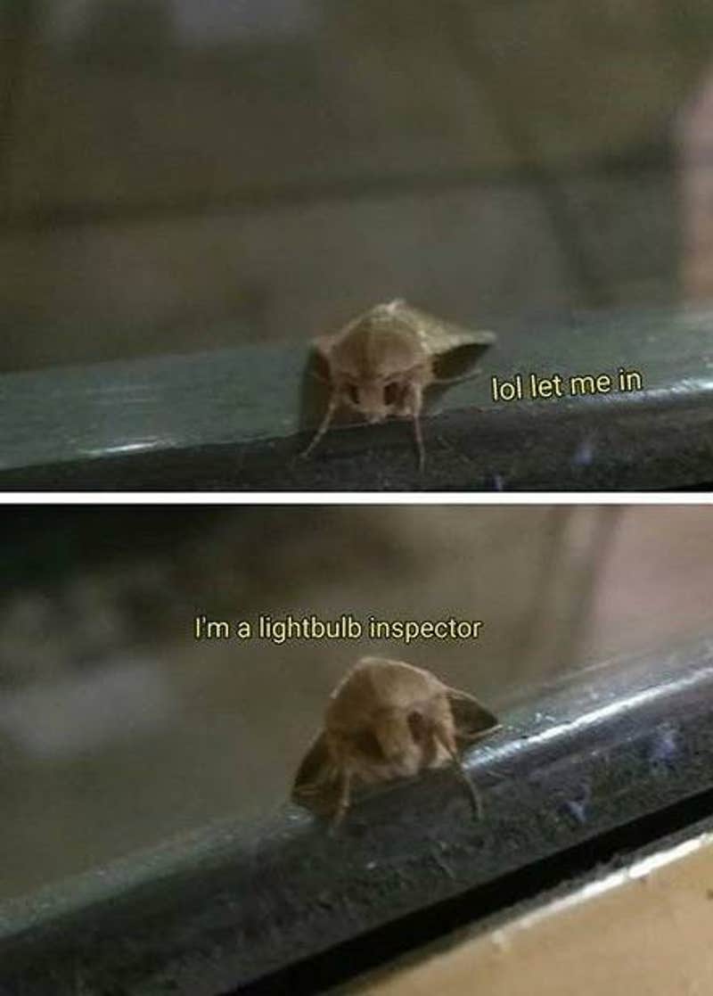 Moth Memes Are Taking Over The Internet: Here Are The Best Ones | Daily Dot