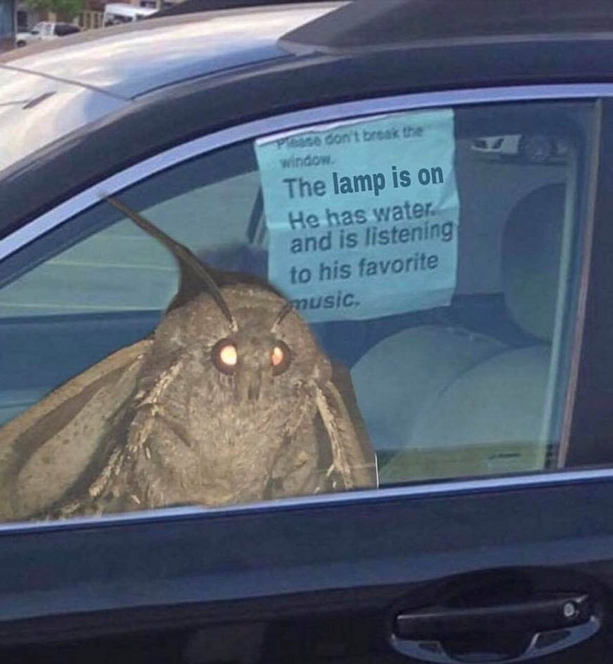 Moth Memes Are Taking Over The Internet: Here Are The Best Ones | Daily Dot