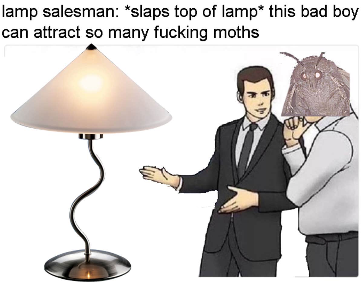 Moth Memes Are Taking Over The Internet: Here Are The Best Ones | Daily Dot