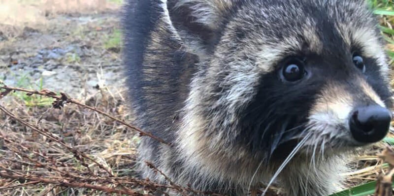 Drunk Raccoons Triggered Rabies Scare In West Virginia