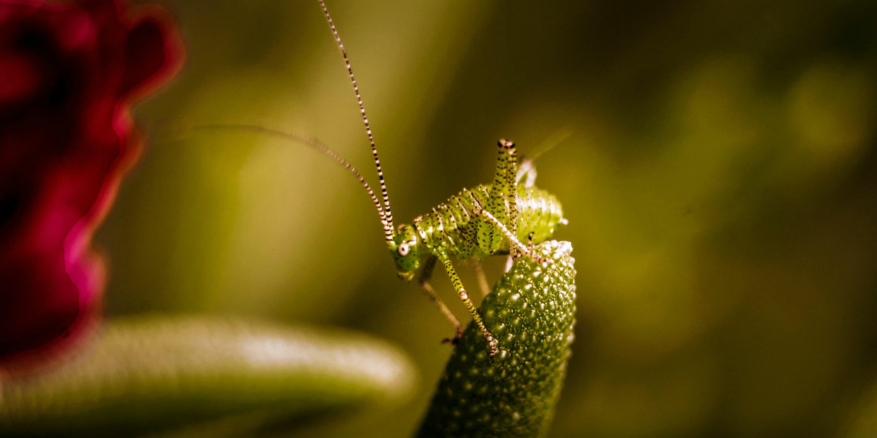 Man Orders Cricket Box, Turns Home Into Living Nightmare