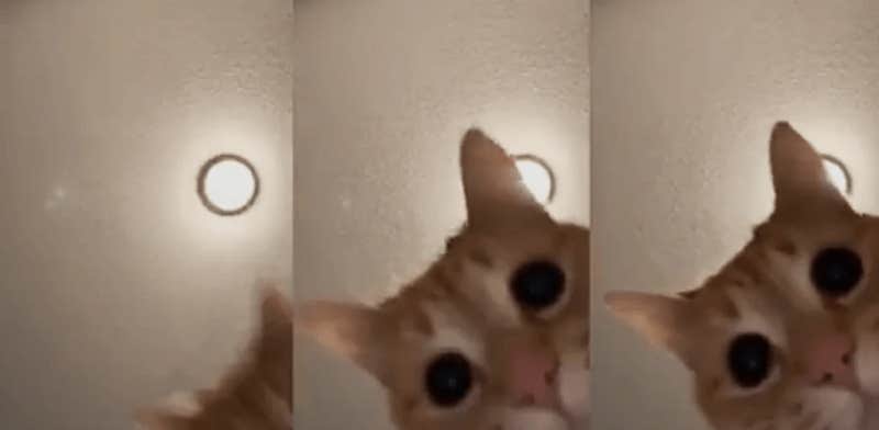 The Best TikTok Memes: 16 Funny Memes and Challenges