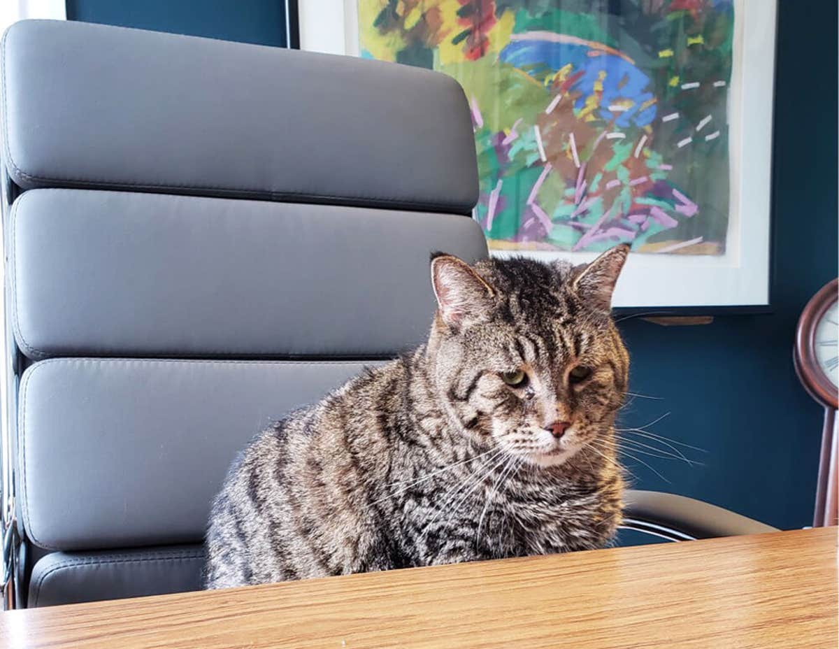 'Mr. B' Giant 26 Pound Cat Goes Viral In Philadelphia Adoption Listing