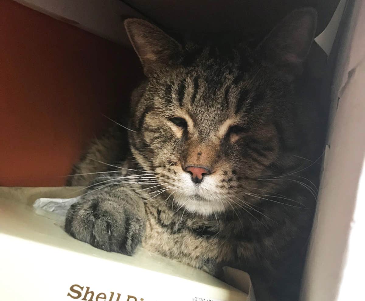 'Mr. B' Giant 26 Pound Cat Goes Viral In Philadelphia Adoption Listing