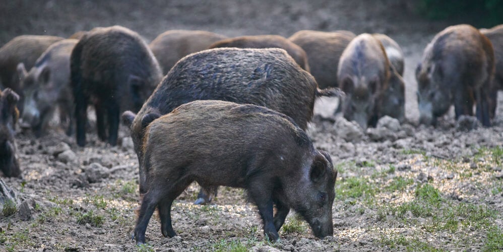 Feral Hogs The Sequel: Reports Warn of Hogs From Canada