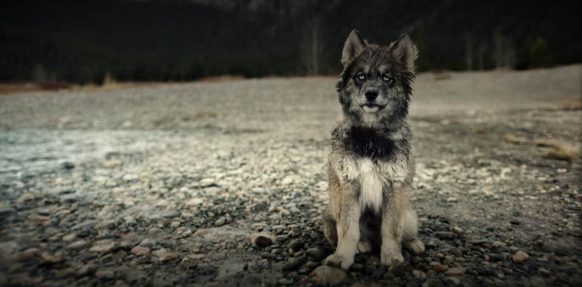 Review: 'Togo' Is the First Great Original Film to Hit Disney+