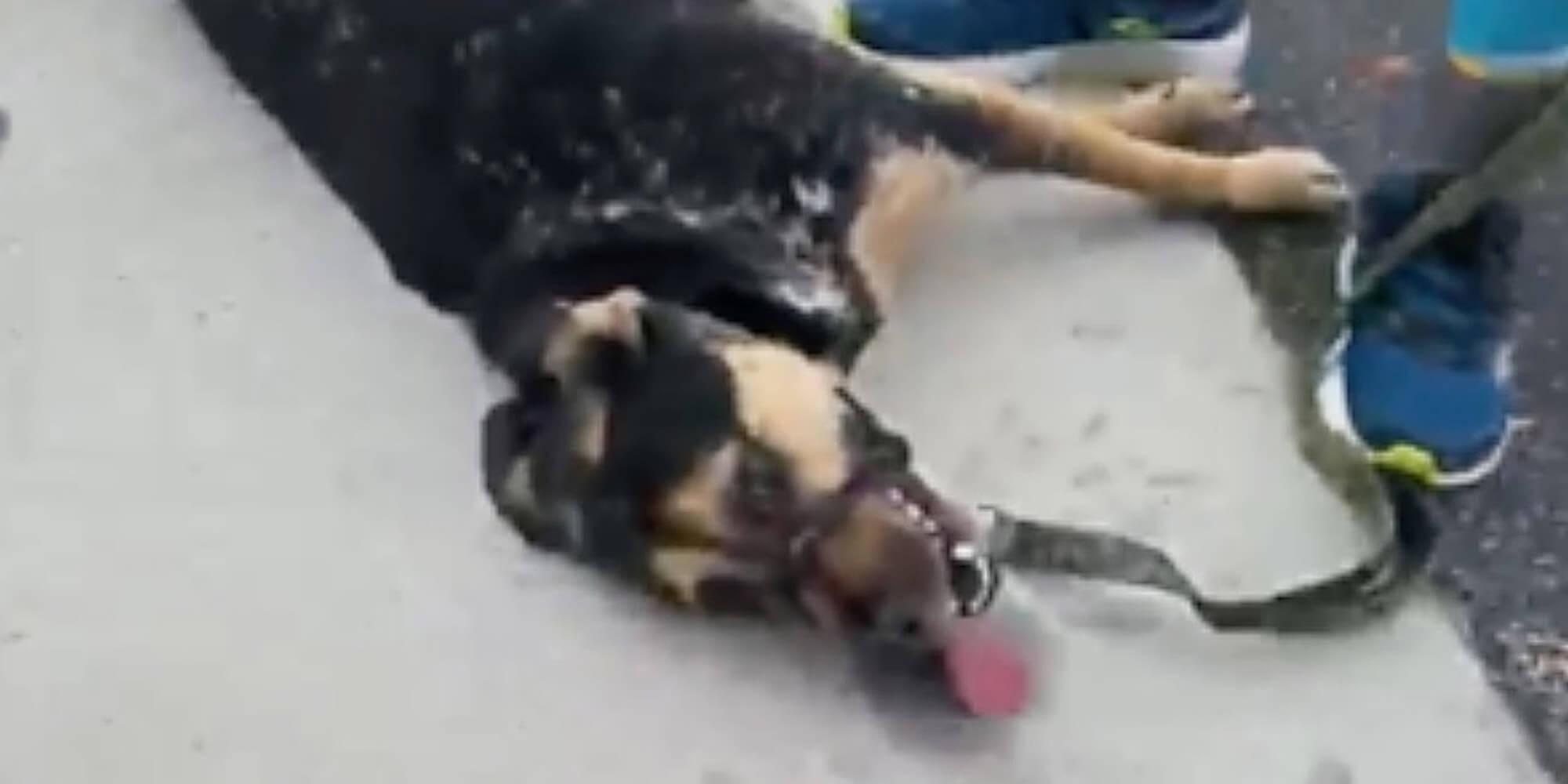 Video Shows Owner Refusing to Give Collapsed Dog Water