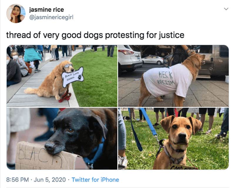 People Are Posting Photos of Dogs Protesting for Black Lives Matter