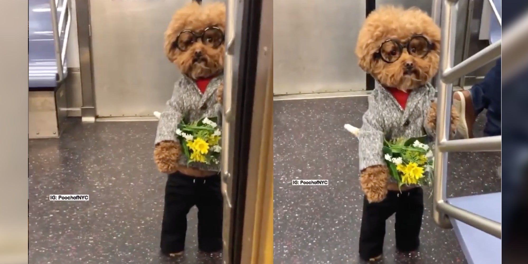 TikTokers Are Upset After Dog Standing like Human on Subway Goes Viral