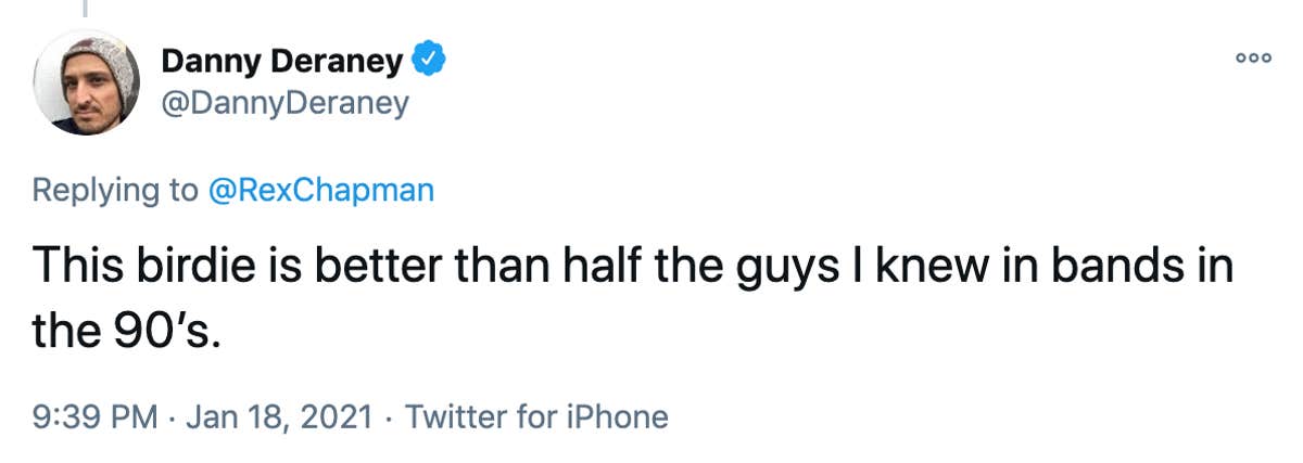 Led Zeppelin Singing Parrot Steals Twitter's Collective Heart