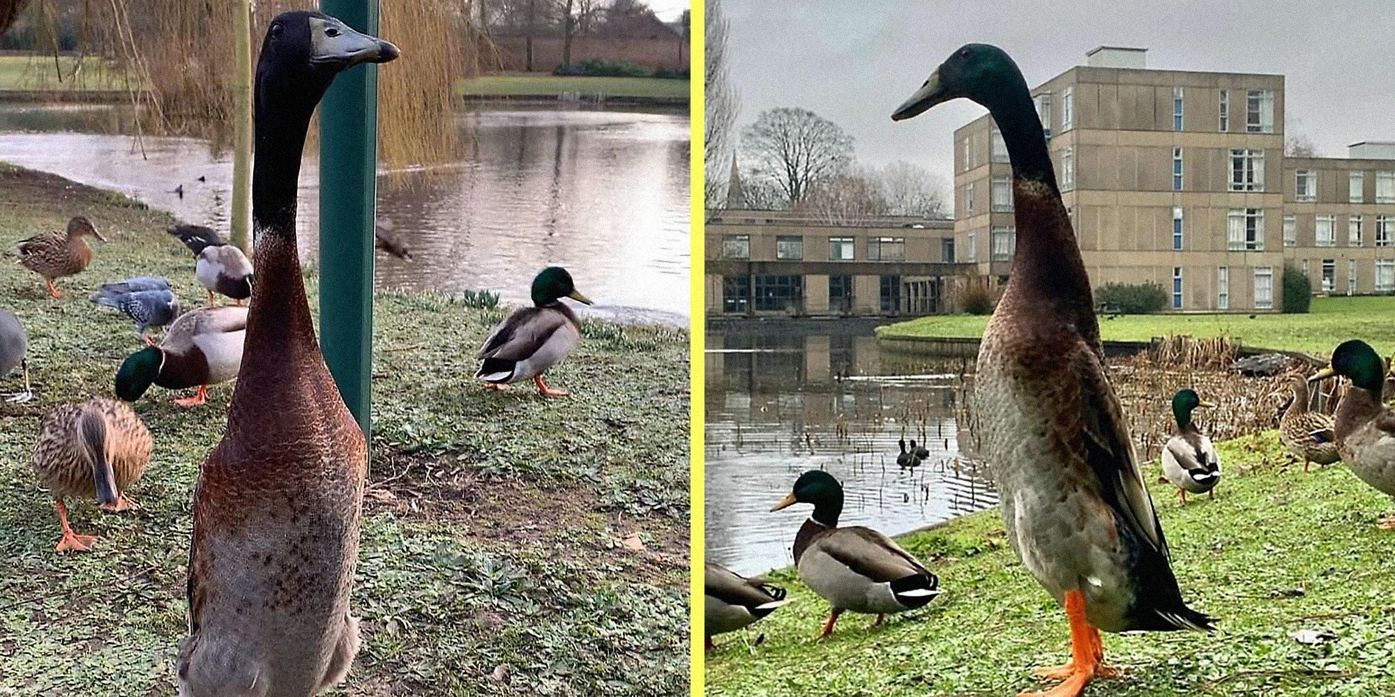 People are obsessed with this very tall duck named ‘Long Boi’ - daily dots