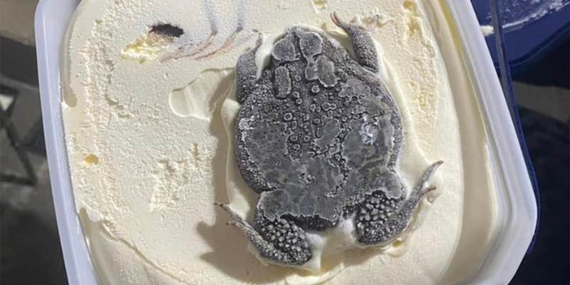 Photo Showing Frog Frozen in Ice Cream Container Goes Viral